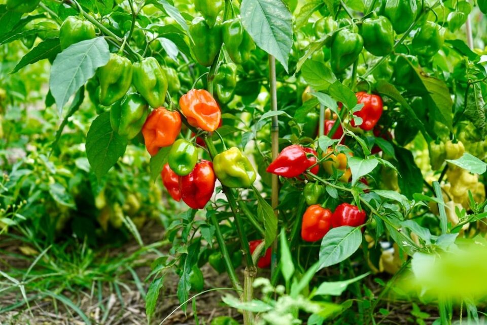 11 Best Hot Peppers To Grow - Pepper Geek