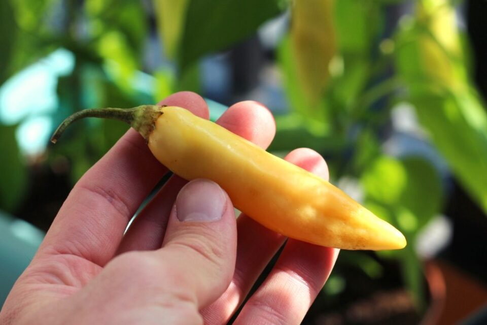 Sugar Rush Peach Peppers - Seeds & Growing Guide - Pepper Geek