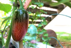 Jalapeño Peppers Turning Black? Here's Why - Pepper Geek