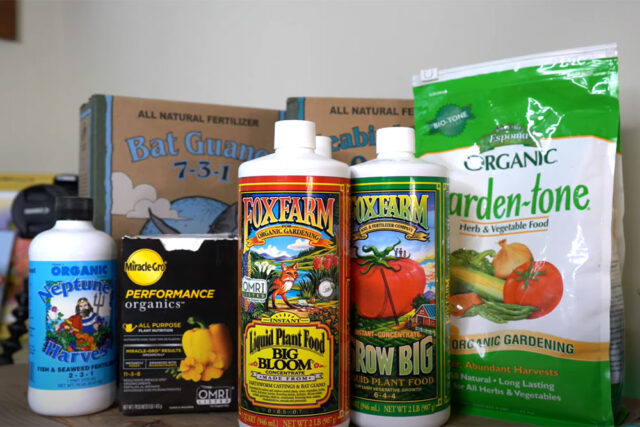 Best (and Worst) Pepper Plant Companions in the Garden - Pepper Geek