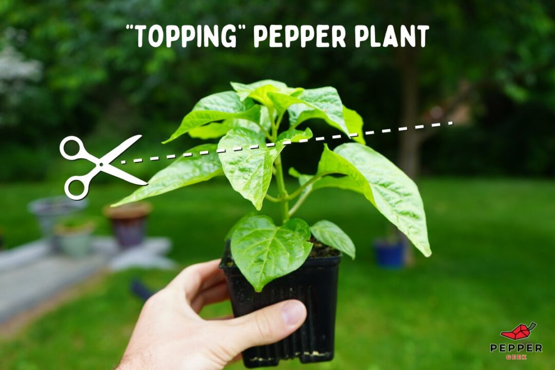 Pruning Pepper Plants - Pepper Geek