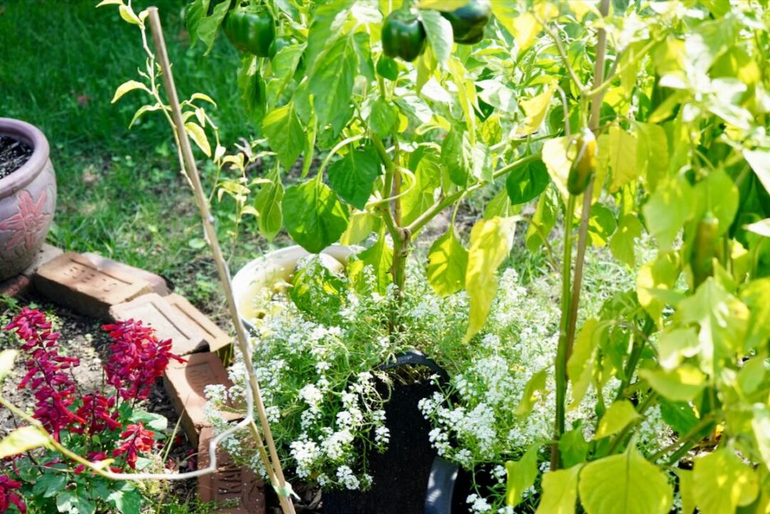 Best (and Worst) Pepper Plant Companions in the Garden - Pepper Geek