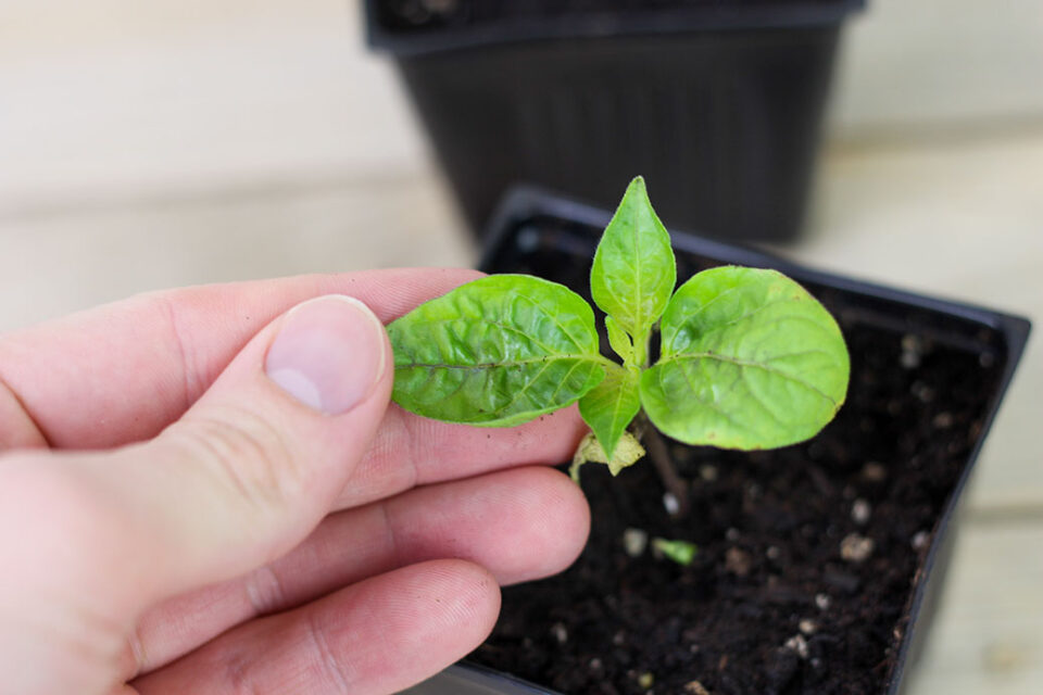Pepper Plant Care Tips (at Every Stage) - Pepper Geek