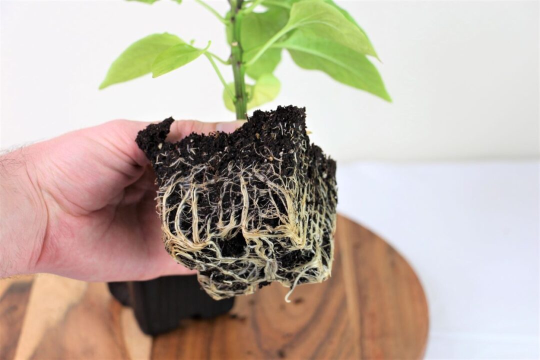 7 Signs You Are Overwatering Your Pepper Plants - Pepper Geek