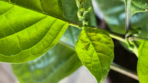 Aphids On Pepper Plants - How To Treat And Prevent - Pepper Geek
