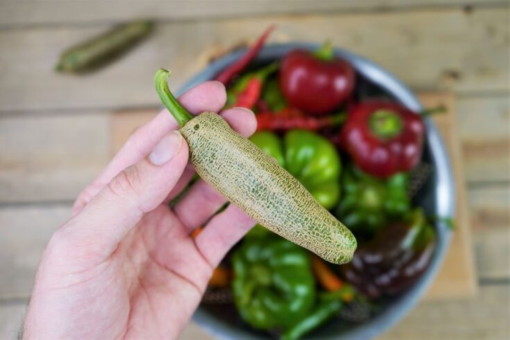 Lesya Peppers - An Incredibly Sweet Bell Alternative - Pepper Geek