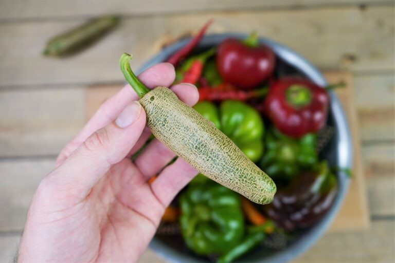 Peter Pepper - An Oddly-Shaped Pepper Variety - Pepper Geek