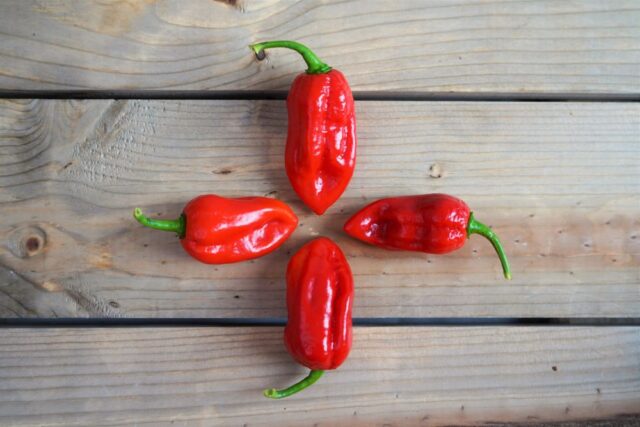 Bahamian Goat Pepper - A Quirky and Fruity Chili - Pepper Geek