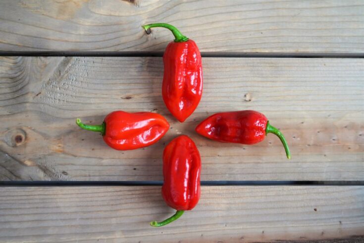 Fish Peppers - The Amazing History & Hot Pepper Facts - Pepper Geek