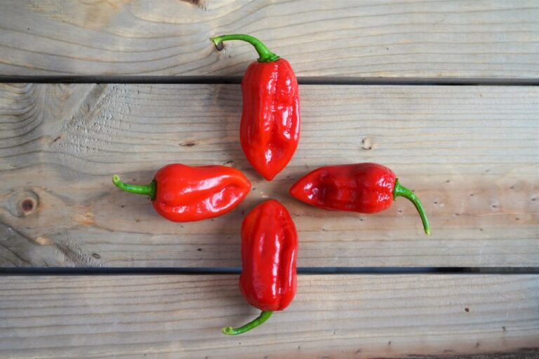 Fish Peppers - The Amazing History & Hot Pepper Facts - Pepper Geek