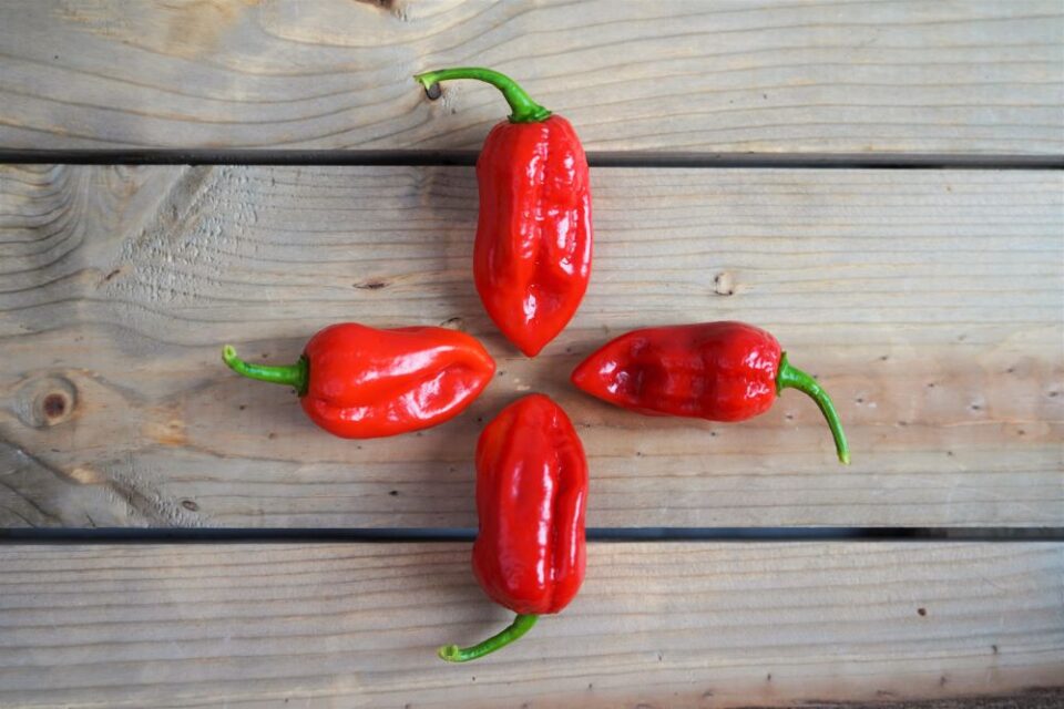 7 Carolina Reaper Hot Sauces We Tried and Loved - Pepper Geek