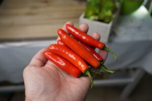 Serrano Peppers - Uses, Heat Level, and History - Pepper Geek