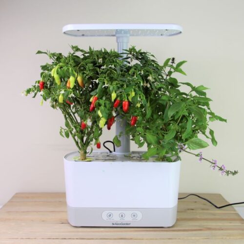 Habanada Peppers - The Non-Spicy Habanero Variety - Pepper Geek