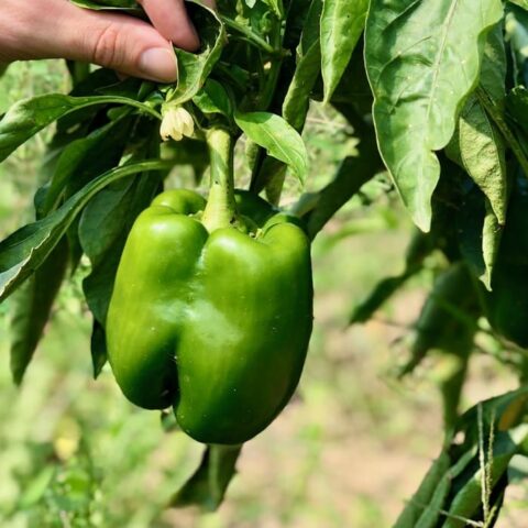 Spots On Pepper Leaves - How to Diagnose and Treat - Pepper Geek