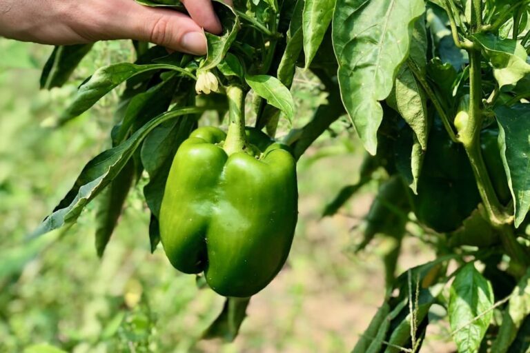 Growing Bell Peppers In Pots (Full Grow Guide) - Pepper Geek