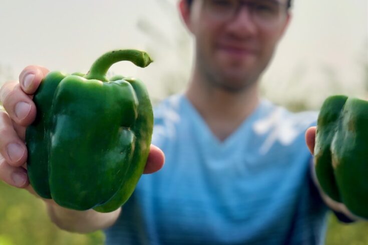 When to Pick Bell Peppers - Best Time to Harvest - Pepper Geek