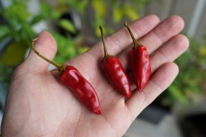 The 5 Major Pepper Species - Incredible Diversity! Pepper Geek