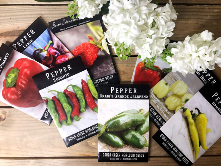 7 Pot Primo Pepper - The Hottest Pepper In The World? - Pepper Geek