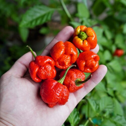 How To Grow Ghost Peppers (Bhut Jolokia) And Get 100+ Peppers