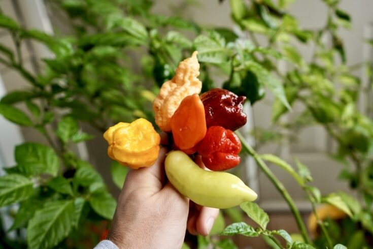 When To Pick Habanero Peppers (Tips To Know When) - Pepper Geek
