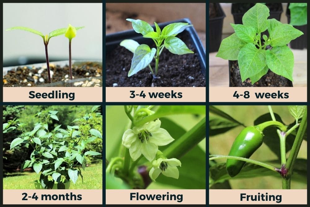 Jalape o Plant Stages w Pictures Seedling To Harvest Pepper Geek