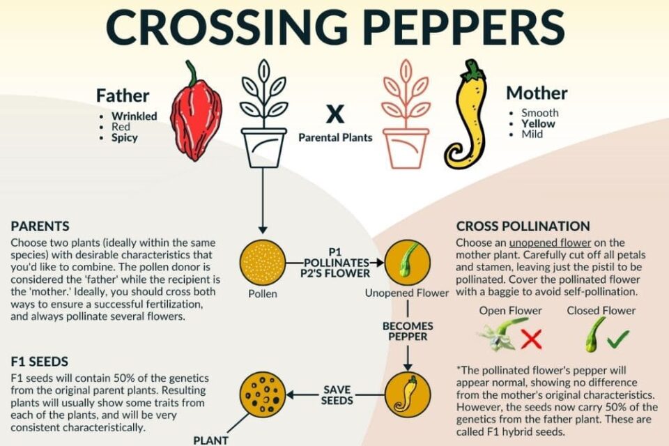 Growing Tabasco Peppers: Quick Grow Guide - Pepper Geek