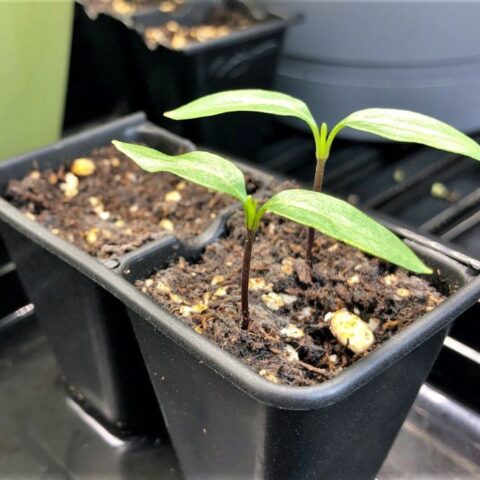 How To Crossbreed Peppers Properly | Full Guide - Pepper Geek
