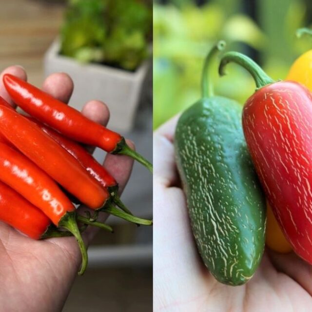 How To Crossbreed Peppers Properly | Full Guide - Pepper Geek