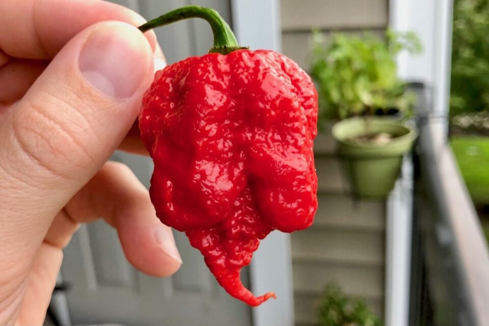 Death Spiral Peppers - A Beautiful Superhot - Pepper Geek