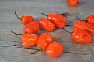 Harvesting Peppers - How And When To Pick Peppers - Pepper Geek