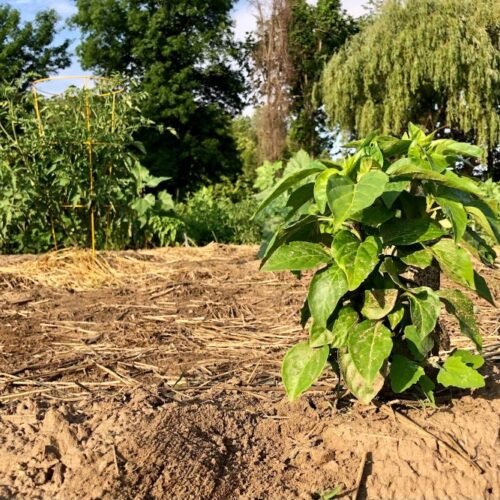 7 Pot Brain Strain Pepper - Scoville & Growing Guide | Pepper Geek