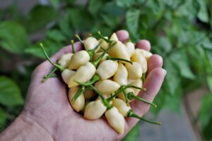 15 Peppers To Grow For A Big Harvest - Pepper Geek