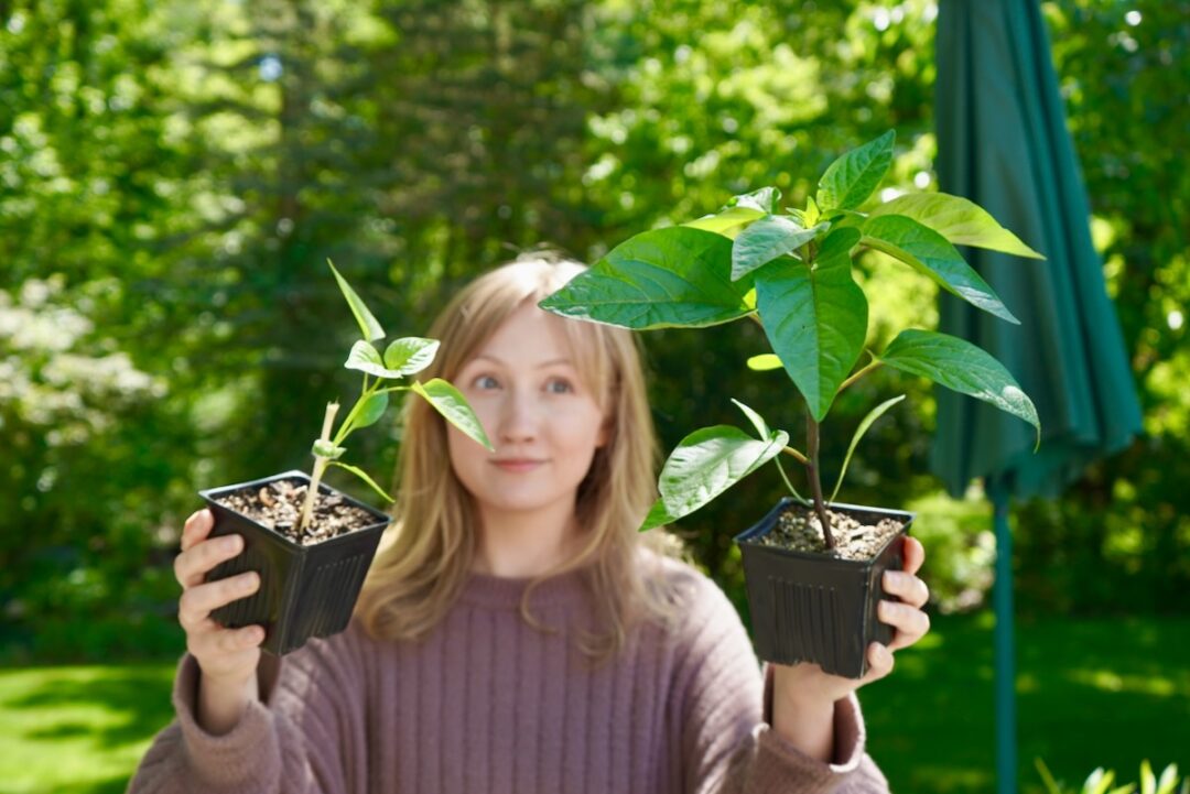 Pepper Plant Care Tips (at Every Stage) - Pepper Geek