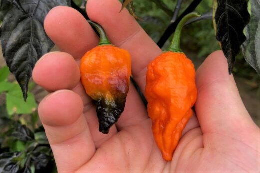 9 Weird Pepper Varieties You Can Grow At Home - Pepper Geek