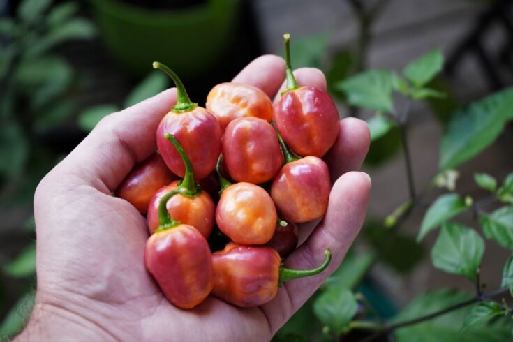 7 Pot Primo Pepper - The Hottest Pepper In The World? - Pepper Geek