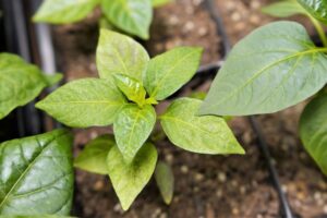Edema In Plants | Treating Plant Edema (With Pictures) - Pepper Geek