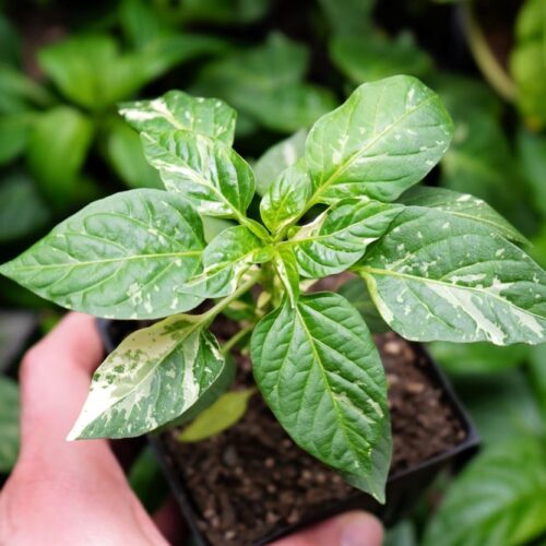 Pepper Plant Care Tips (at Every Stage) - Pepper Geek