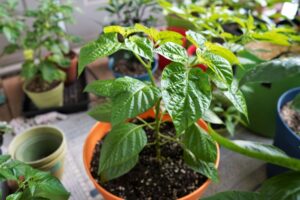 How To Grow Scotch Bonnet Peppers - Seed to Harvest - Pepper Geek