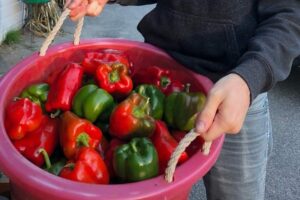 When to Pick Bell Peppers - Best Time to Harvest - Pepper Geek
