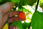 7 Pot Primo Pepper - The Hottest Pepper In The World? - Pepper Geek