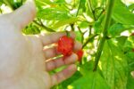 7 Pot Primo Pepper - The Hottest Pepper In The World? - Pepper Geek