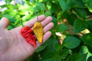Death Spiral Peppers - A Beautiful Superhot - Pepper Geek