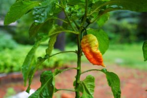 Death Spiral Peppers - A Beautiful Superhot - Pepper Geek