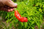 Peter Pepper - An Oddly-Shaped Pepper Variety - Pepper Geek