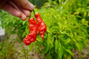 Peter Pepper - An Oddly-Shaped Pepper Variety - Pepper Geek