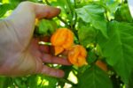7 Pot Primo Pepper - The Hottest Pepper In The World? - Pepper Geek