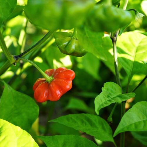 Types Of Peppers - List Of Pepper Varieties - Pepper Geek