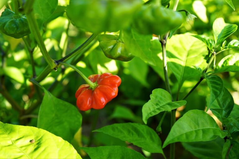 Capsicum Baccatum - The Ají Pepper Species - Pepper Geek