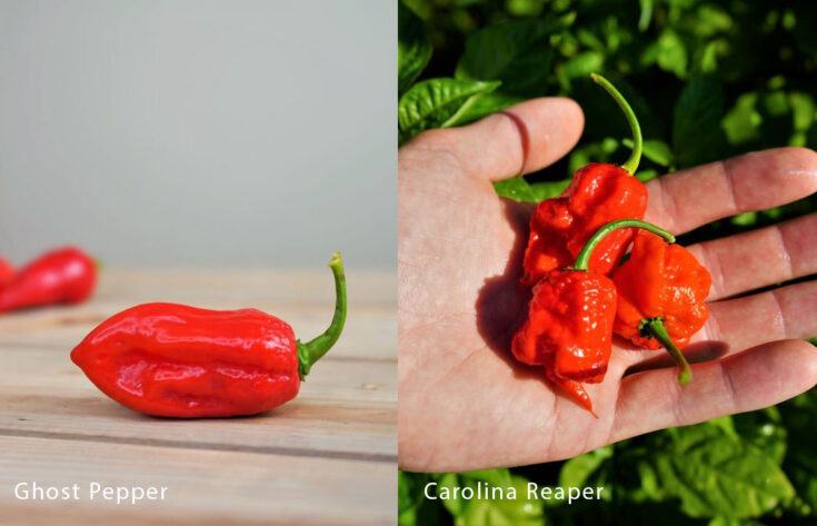 Ghost Pepper vs. Carolina Reaper - Pepper Geek