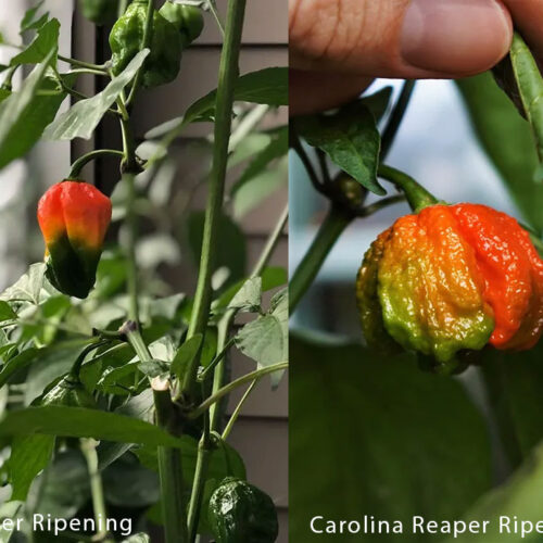Gardening - How To Grow Peppers Properly - Pepper Geek